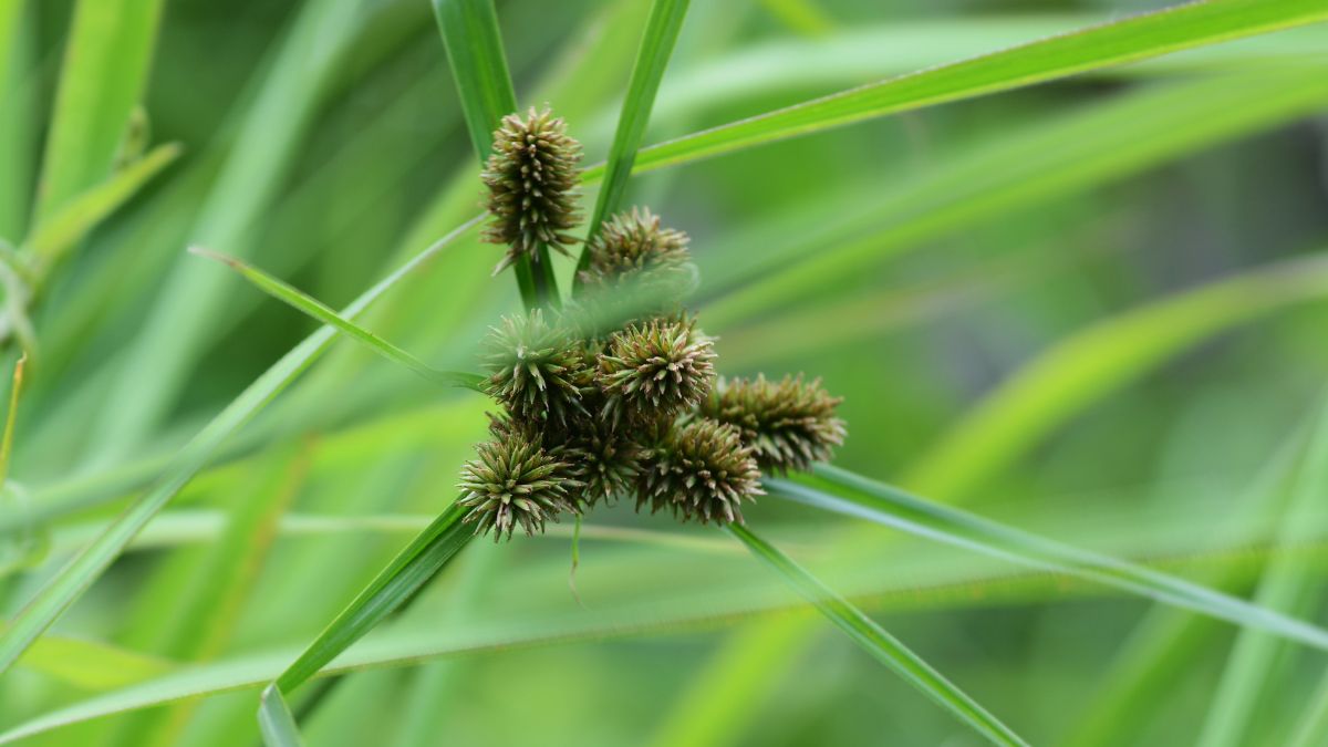 Yellow Nutsedge: What It Is and How To Address It