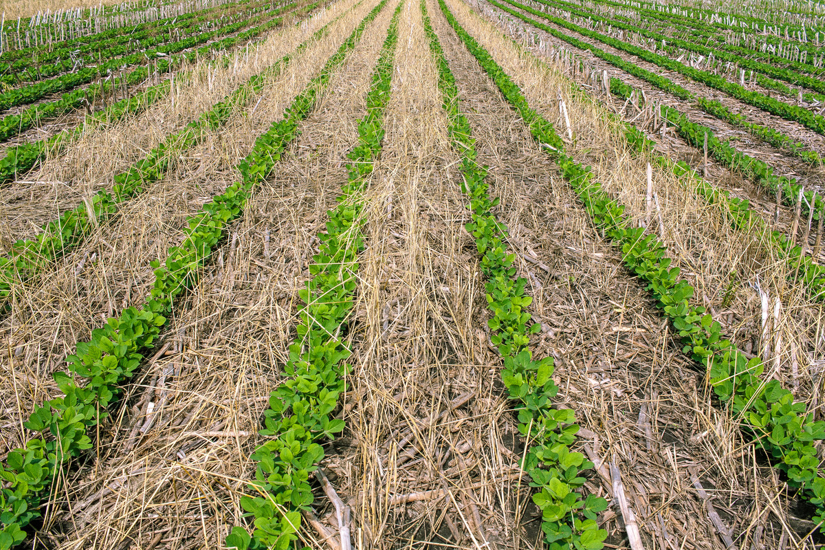 Important Tips for Planting Cover Crops on Your Farm